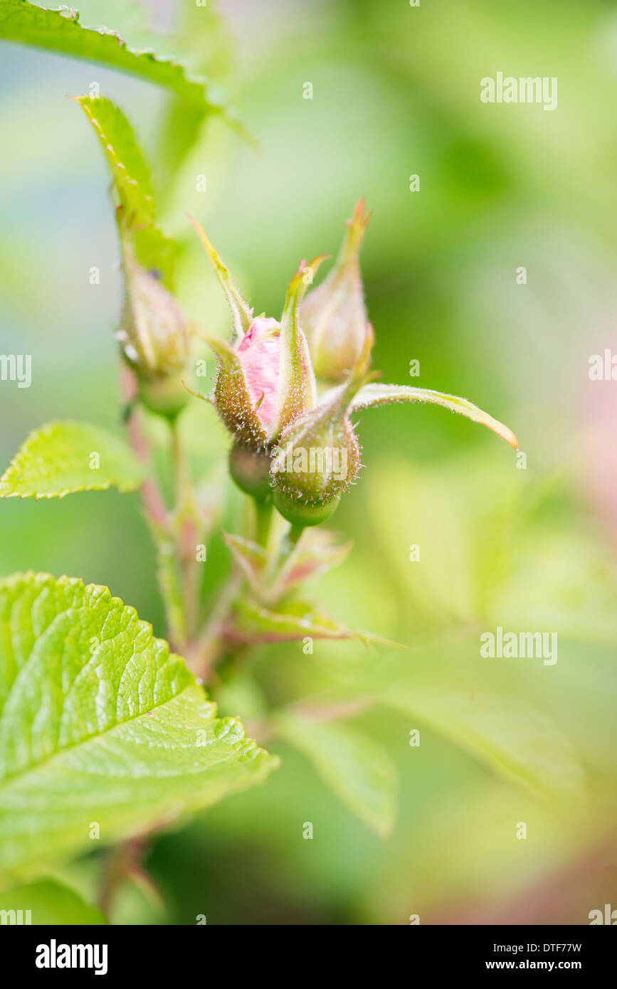 Rosa buschrose -Fotos und -Bildmaterial in hoher Auflösung – Alamy
