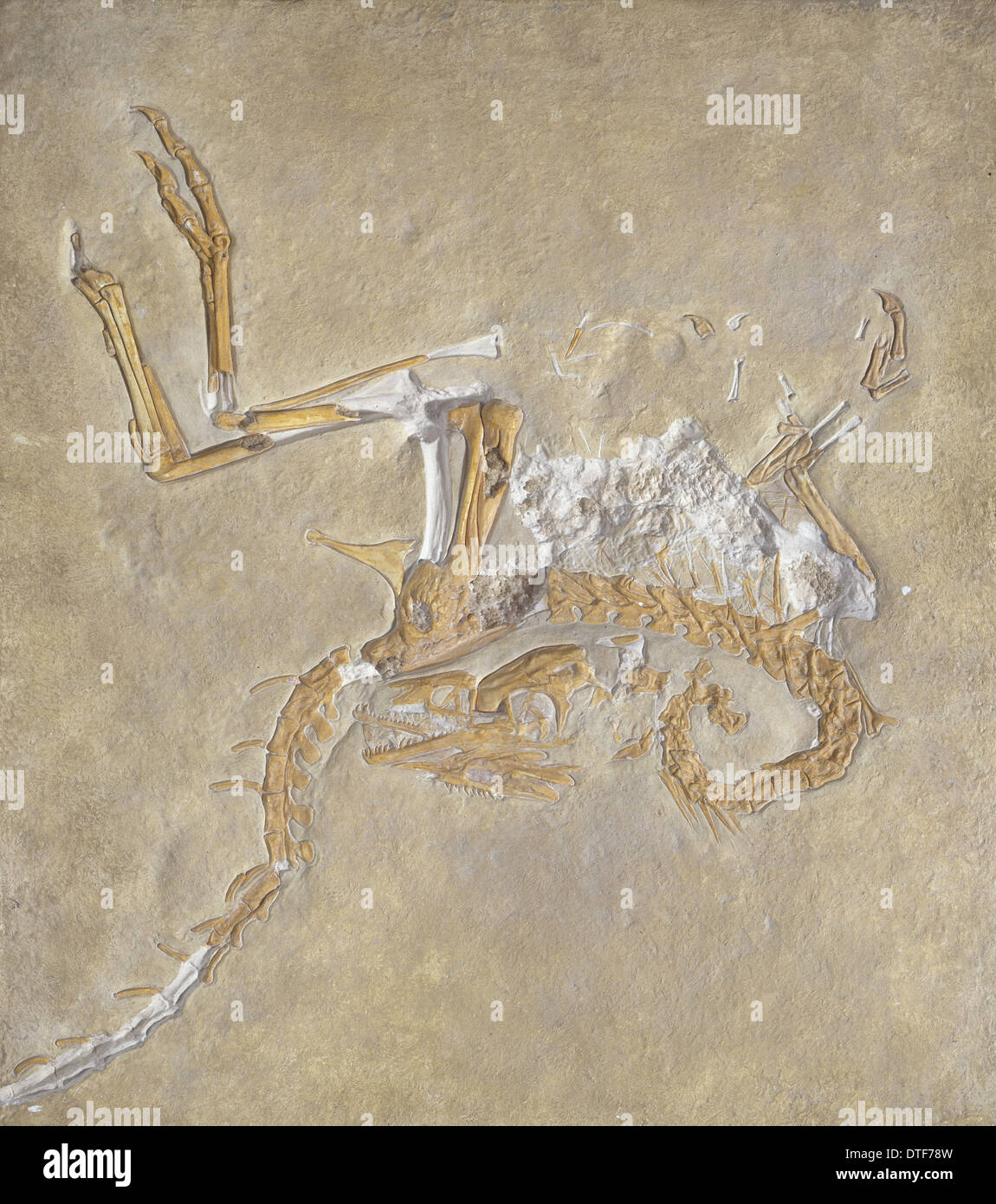 Compsognathus compsognathus -Fotos und -Bildmaterial in hoher Auflösung ...