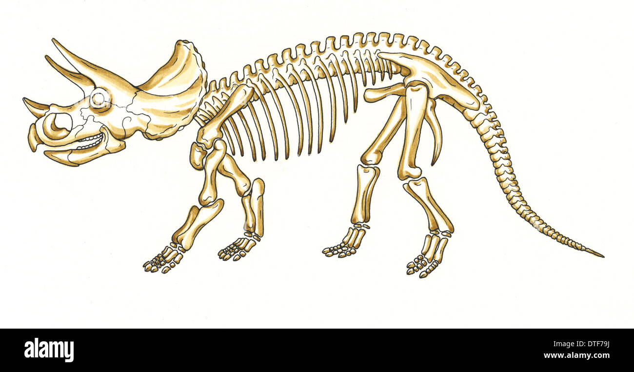 Triceratops Knochen Spektakuläre Dino Skelette Im Naturkundemuseum