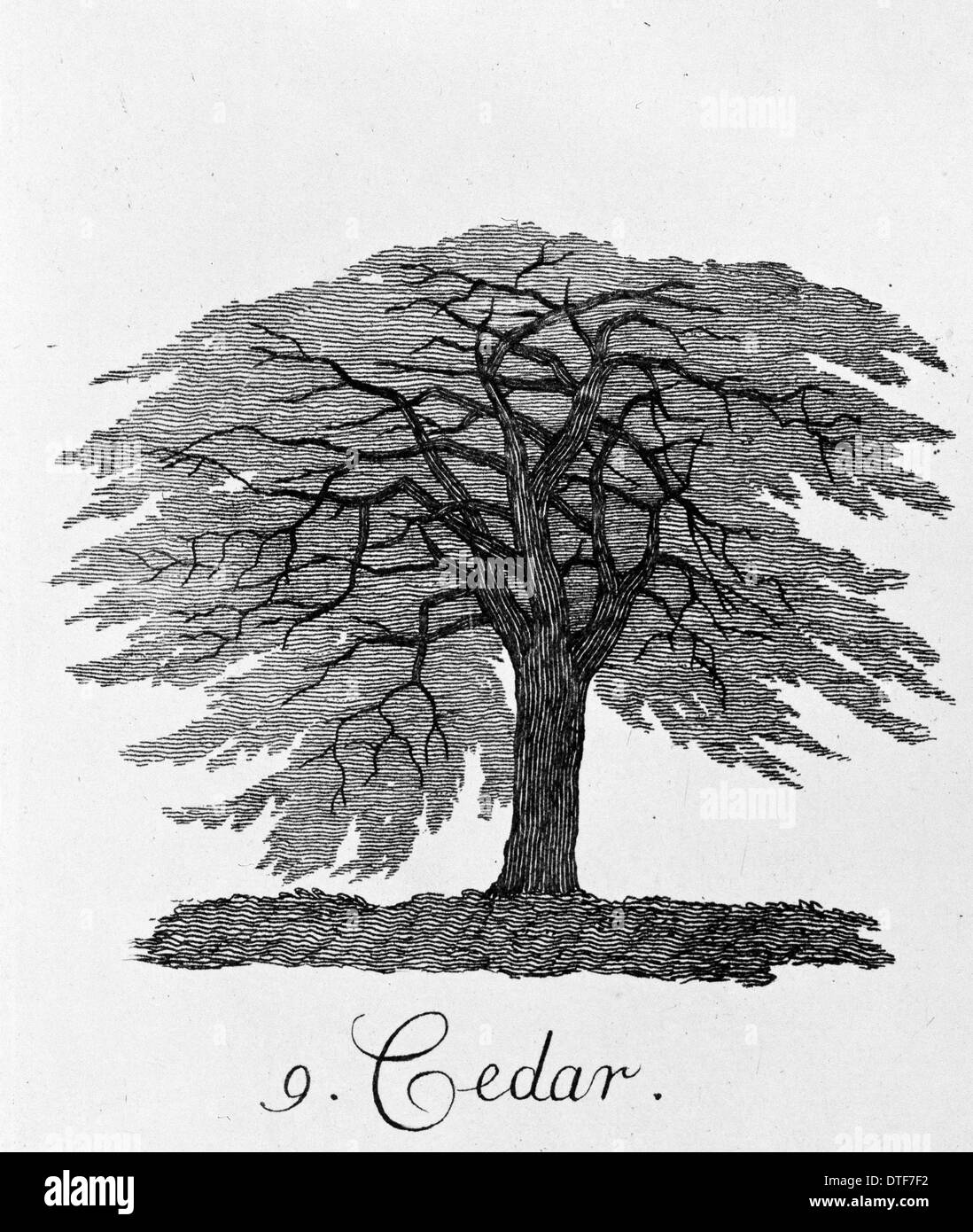 Zeder historisch -Fotos und -Bildmaterial in hoher Auflösung – Alamy