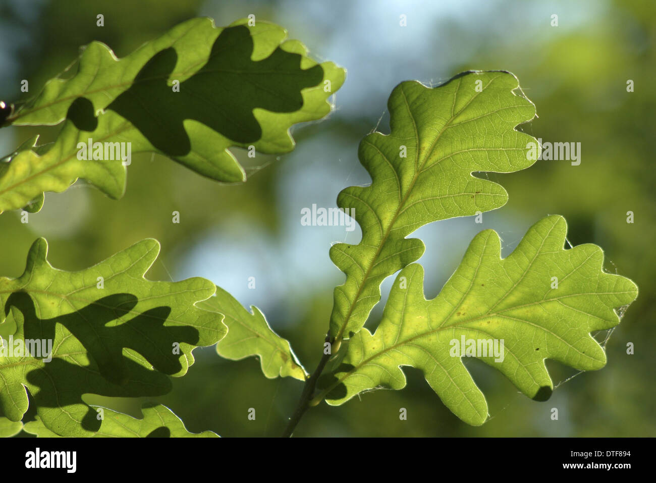 Englisch eichenlaub -Fotos und -Bildmaterial in hoher Auflösung – Alamy