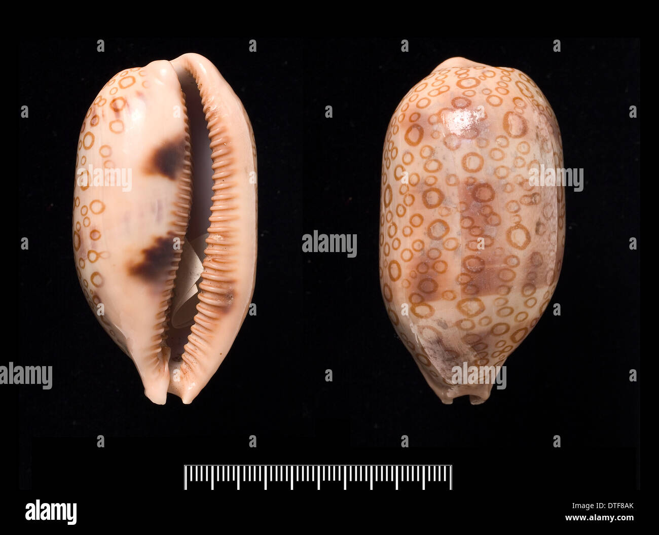 Braungefleckte kauri -Fotos und -Bildmaterial in hoher Auflösung – Alamy