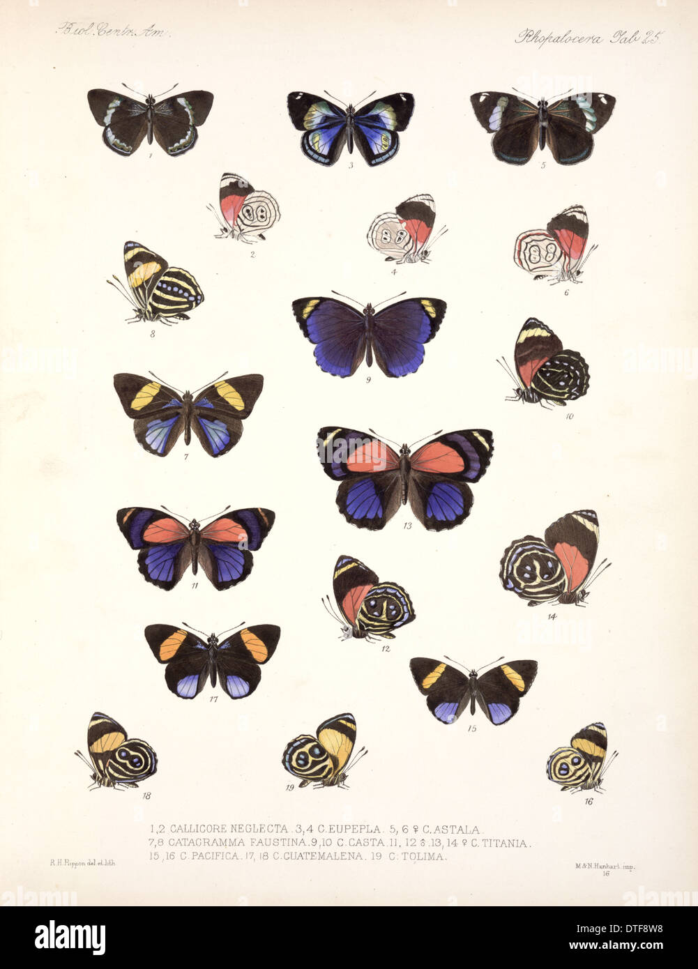 Schmetterlinge schmetterlinge -Fotos und -Bildmaterial in hoher ...