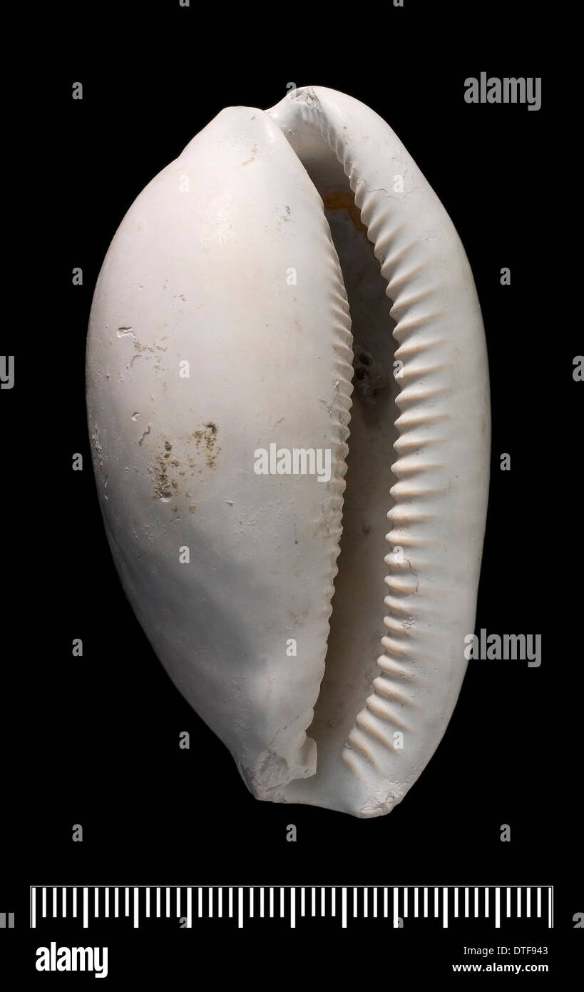 Mollusc fossil -Fotos und -Bildmaterial in hoher Auflösung – Alamy
