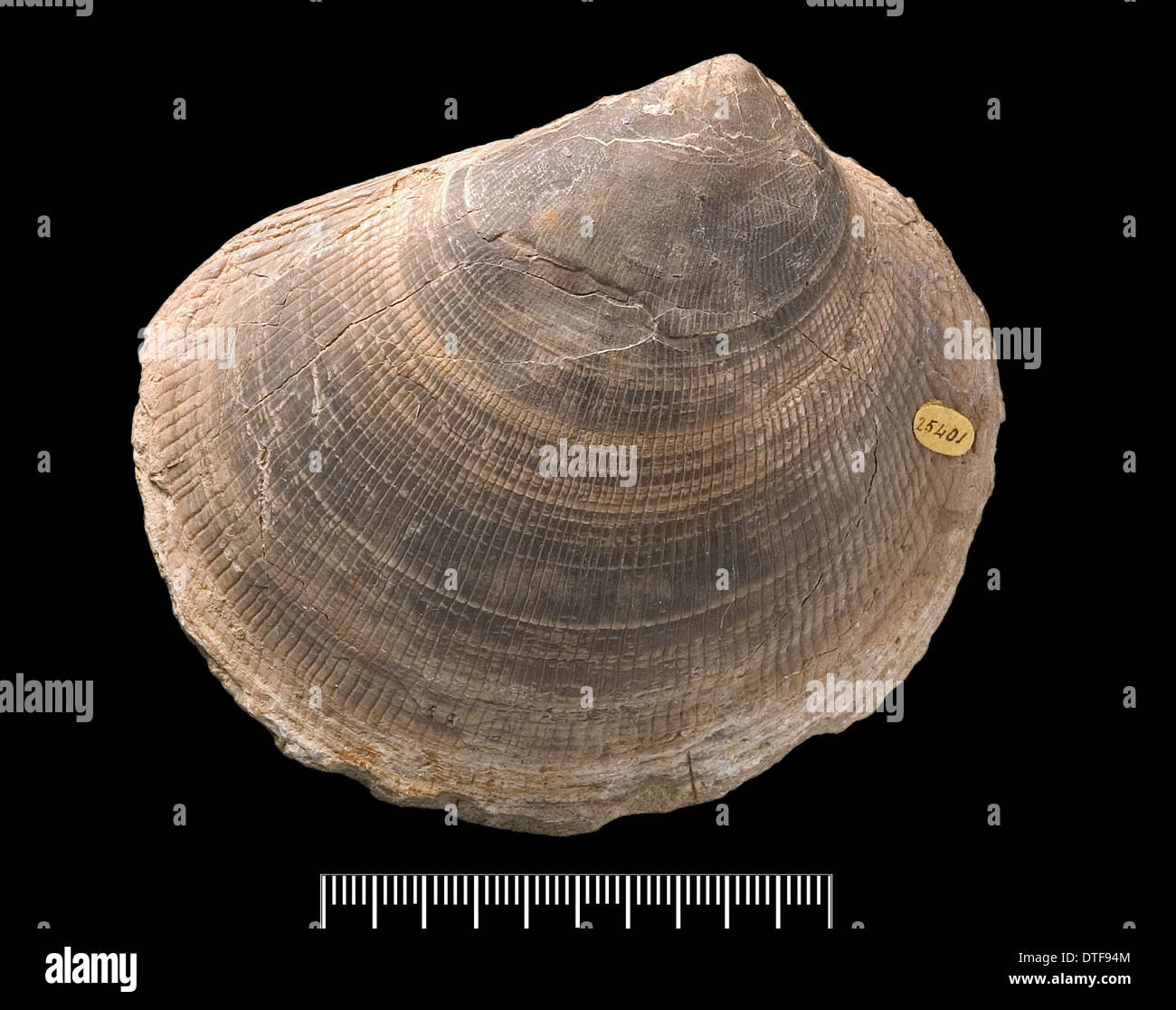 Fossil bivalve -Fotos und -Bildmaterial in hoher Auflösung – Alamy