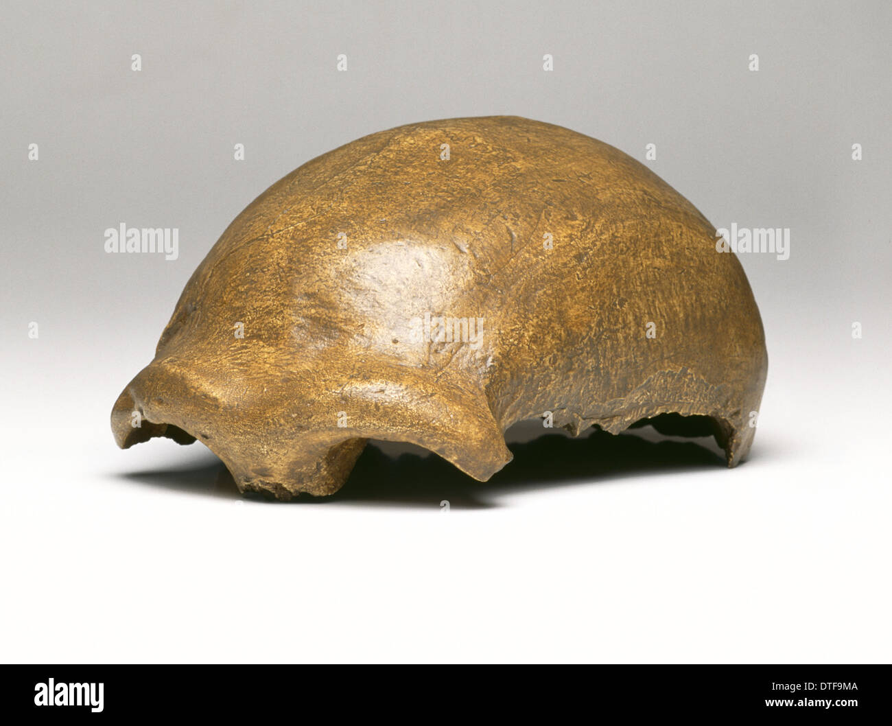 Homo Neanderthalensis, Neandertaler Schädel (Neandertal 1 ...