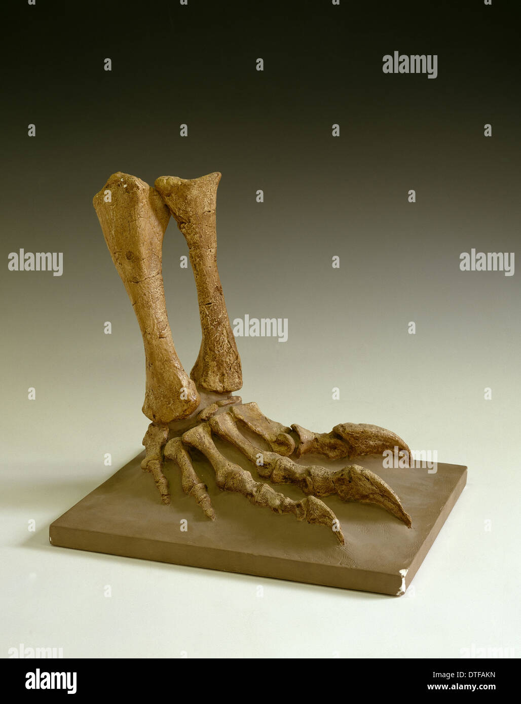 Plateosaurus plateosaurus -Fotos und -Bildmaterial in hoher Auflösung ...