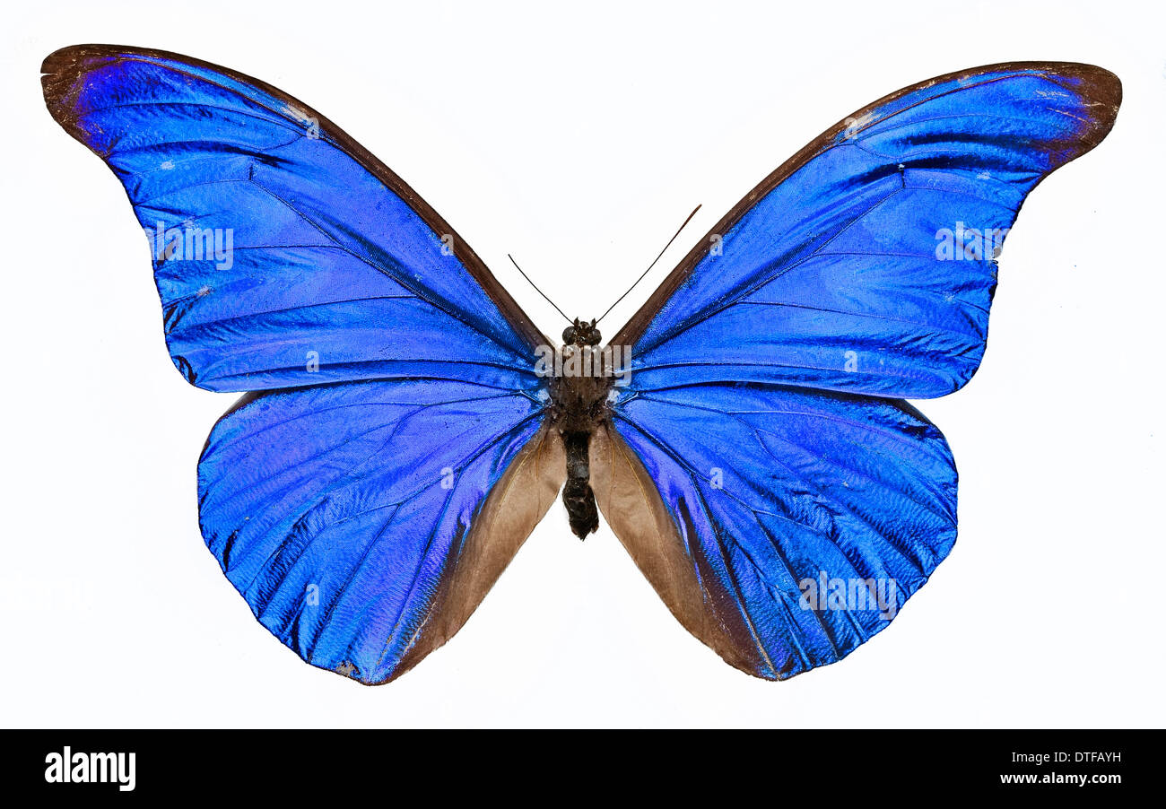 Morpho rhetenor -Fotos und -Bildmaterial in hoher Auflösung – Alamy