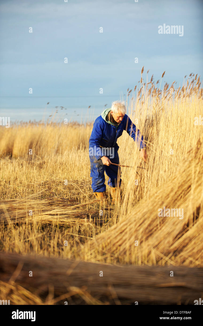 Reed cutter for the norfolk broads -Fotos und -Bildmaterial in hoher ...