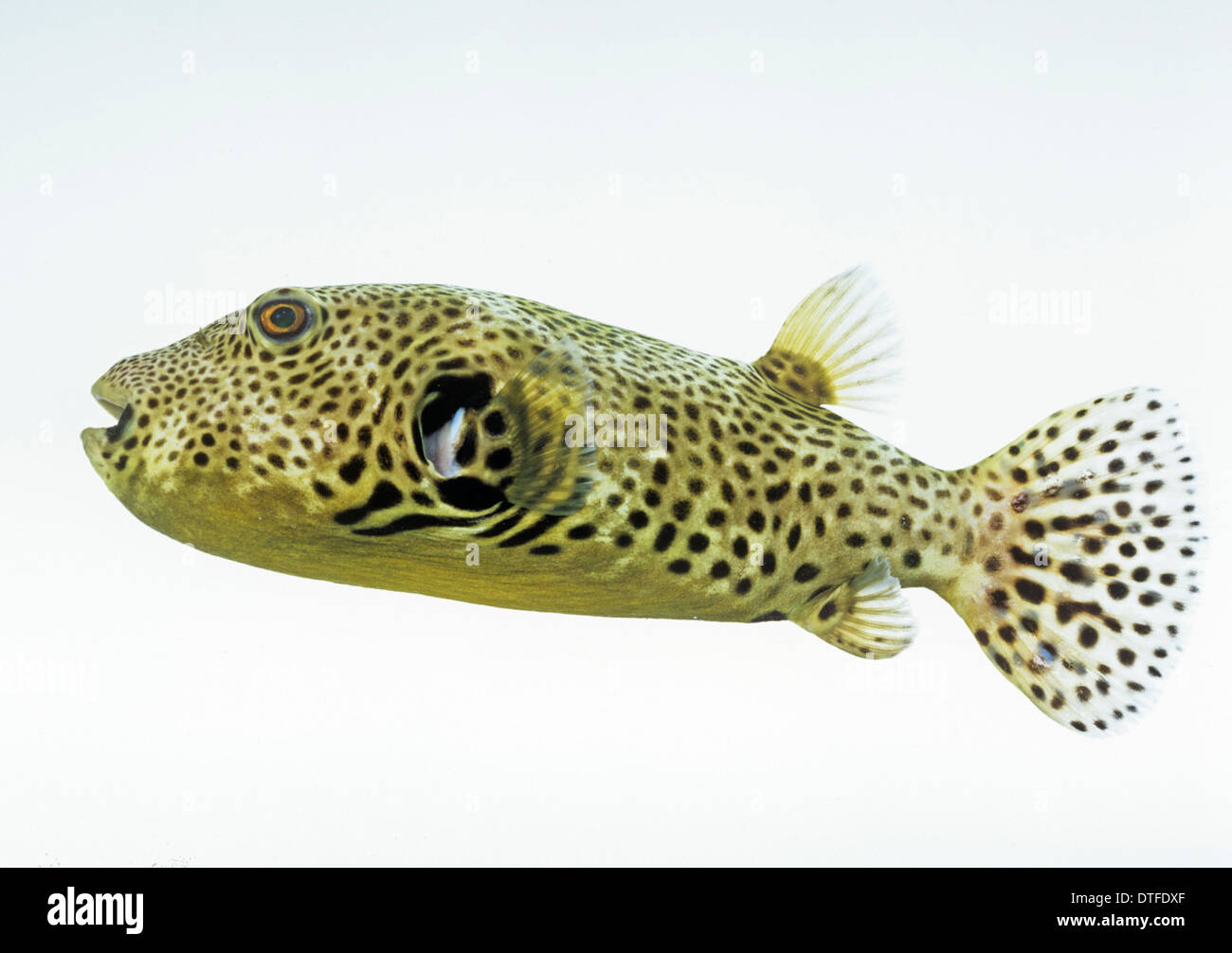 Ballonfisch kugelfisch -Fotos und -Bildmaterial in hoher Auflösung – Alamy