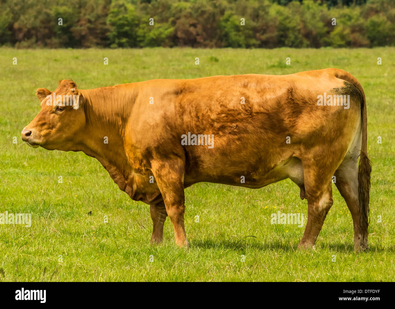 Limousin-Rinder / Kuh / Stier Stockfotografie - Alamy