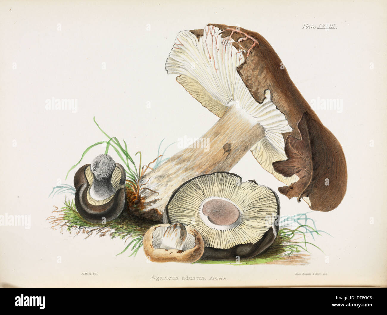 Funghi agaricus -Fotos und -Bildmaterial in hoher Auflösung – Alamy