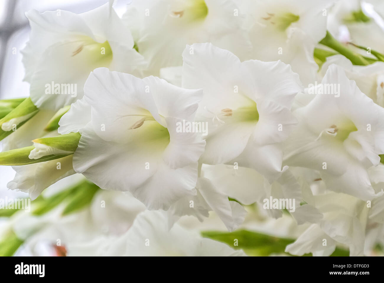 White gladiolus flower flowers -Fotos und -Bildmaterial in hoher ...