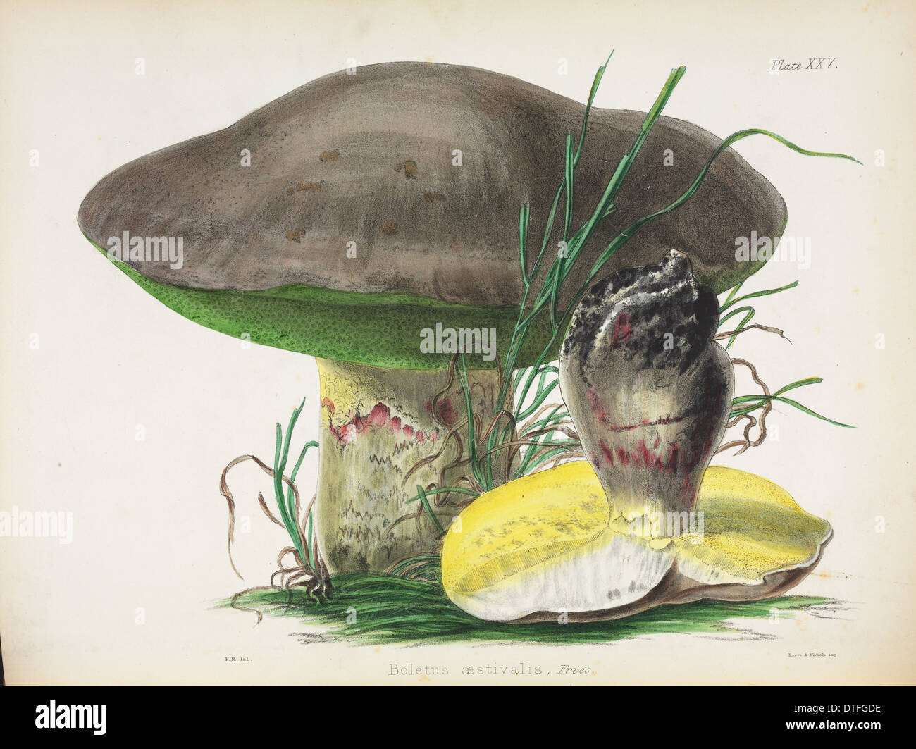 Funghi agaricus -Fotos und -Bildmaterial in hoher Auflösung – Alamy