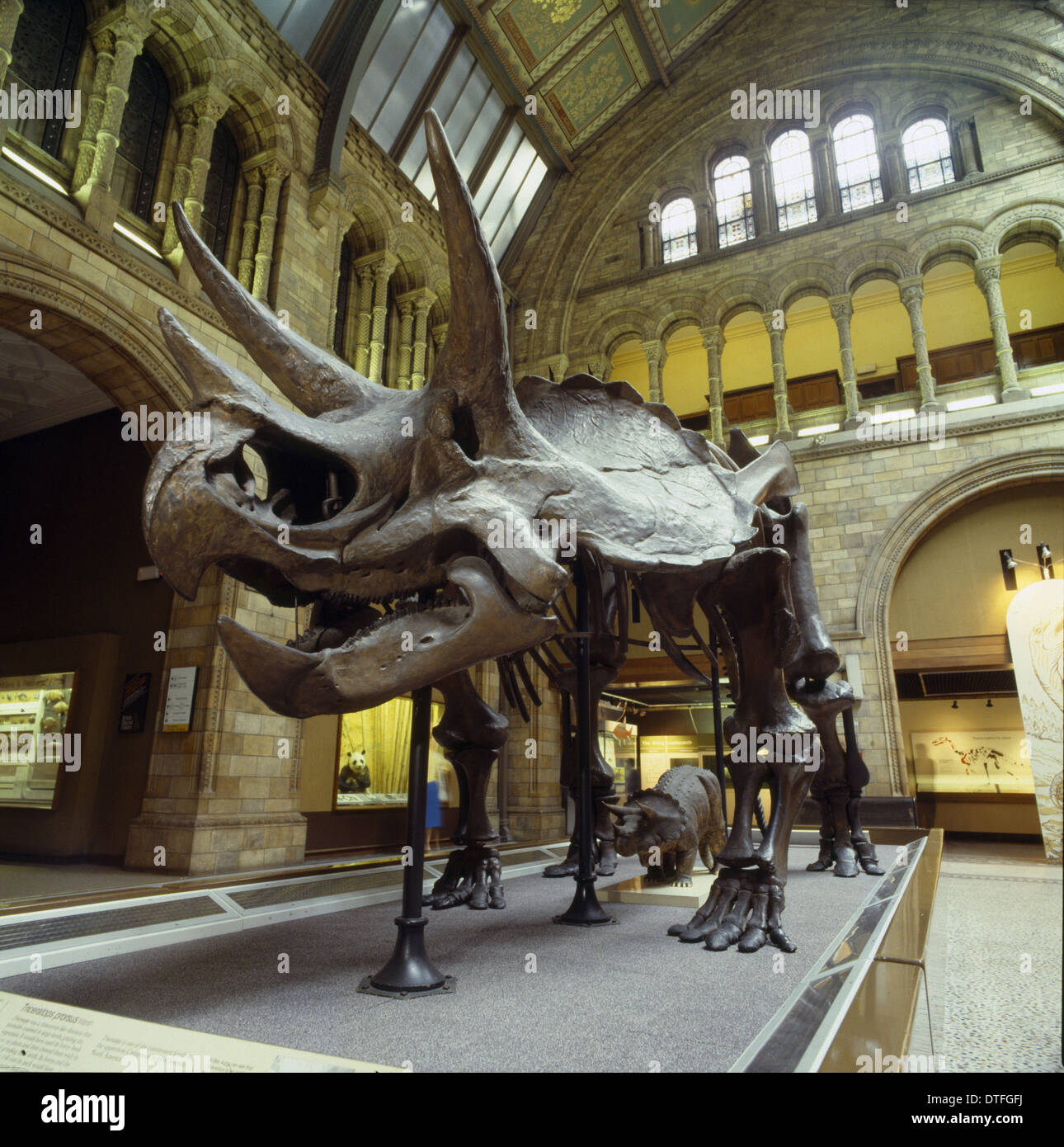 Anatomie des triceratops -Fotos und -Bildmaterial in hoher Auflösung ...