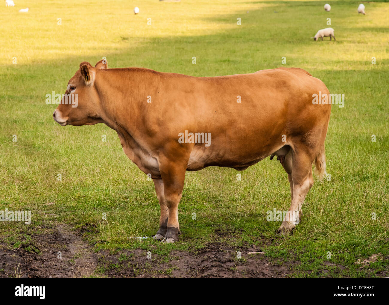 Rinder feld -Fotos und -Bildmaterial in hoher Auflösung – Alamy