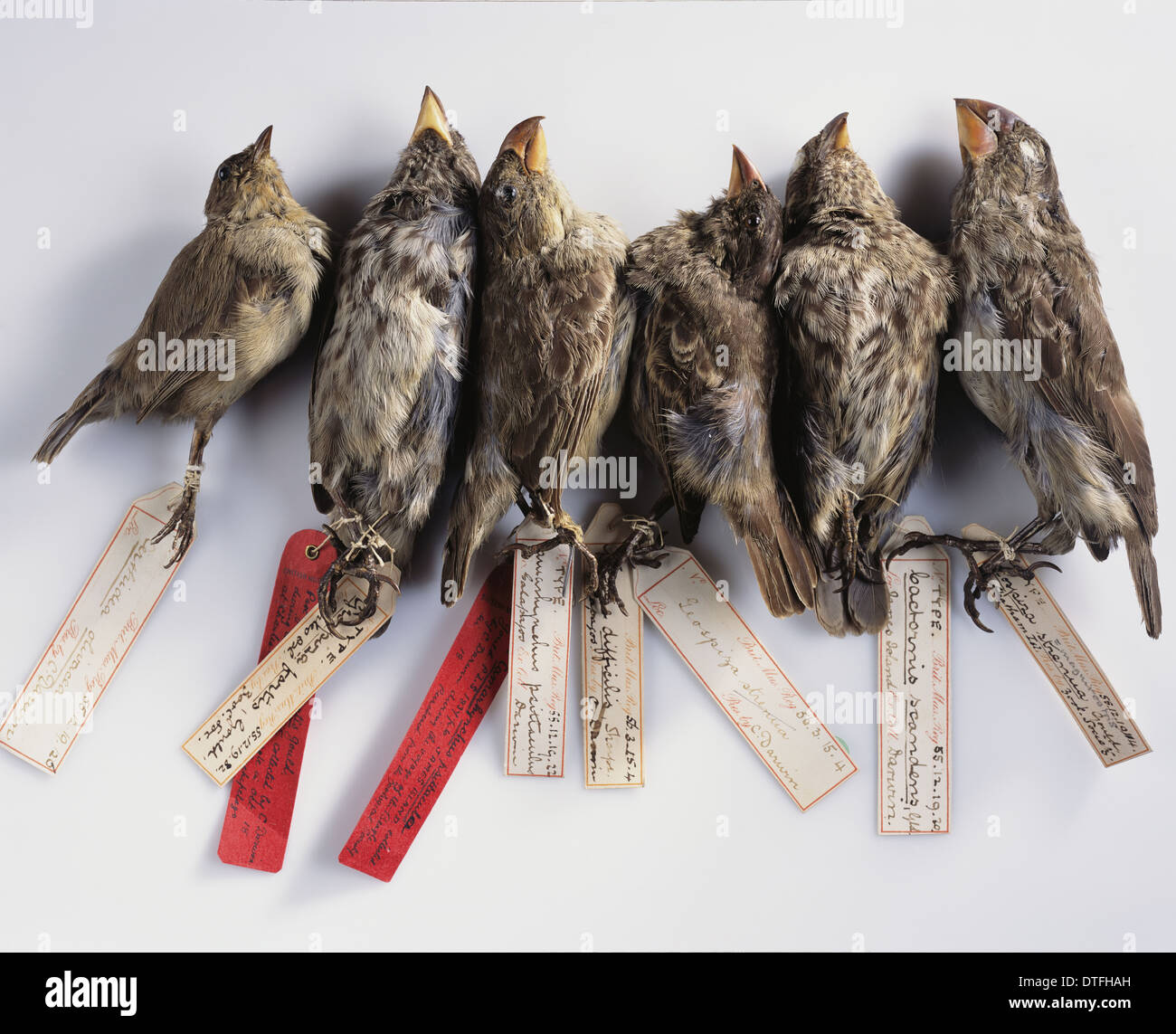 Charles darwin finken -Fotos und -Bildmaterial in hoher Auflösung – Alamy
