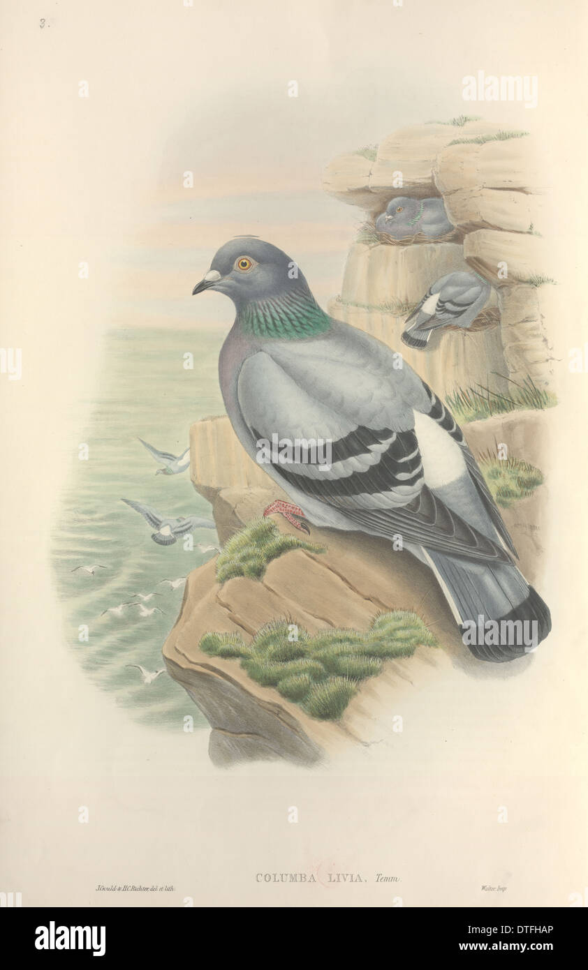 Columba livia rock pigeon -Fotos und -Bildmaterial in hoher Auflösung ...