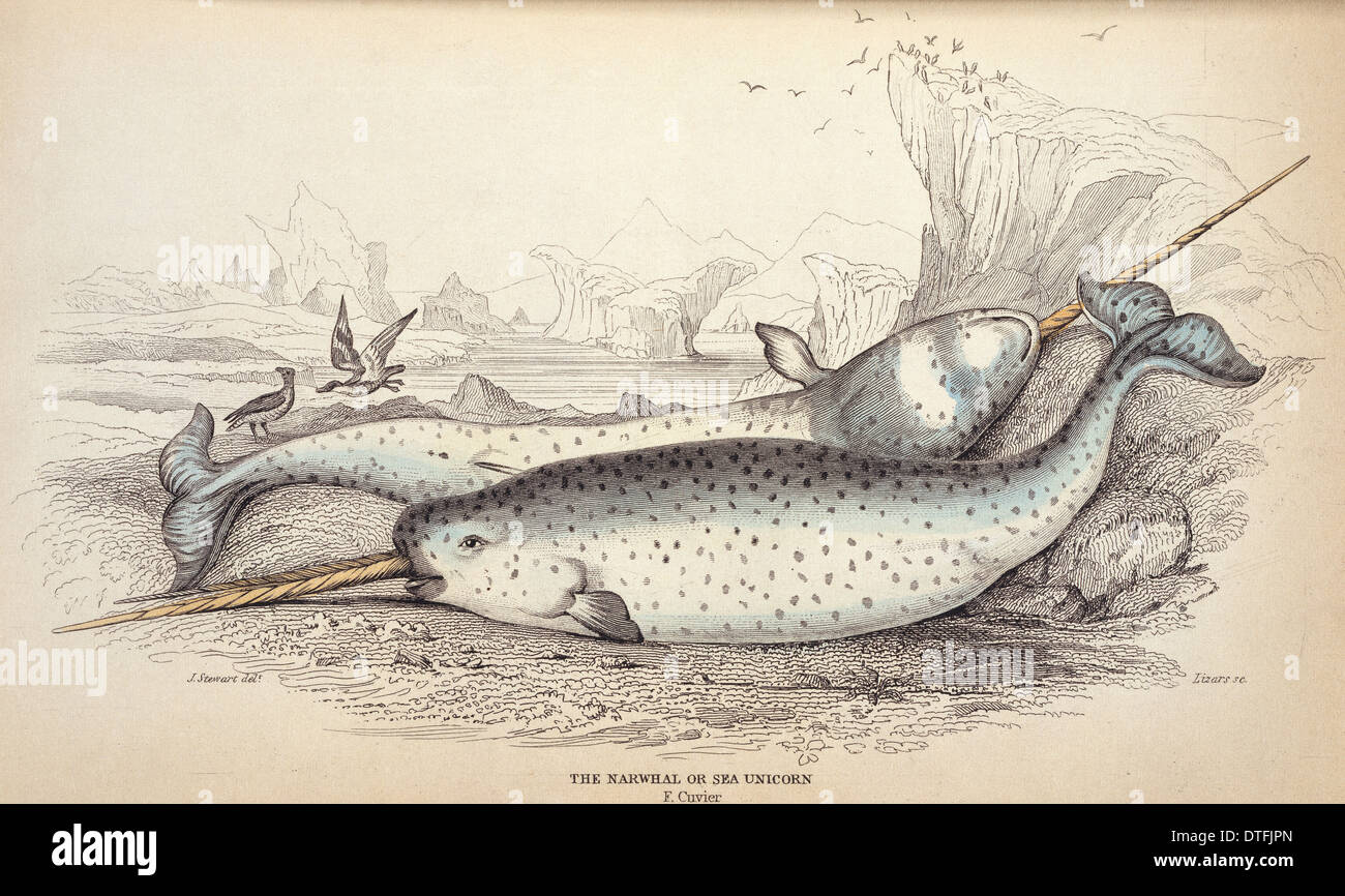 Narwal zeichnung -Fotos und -Bildmaterial in hoher Auflösung – Alamy