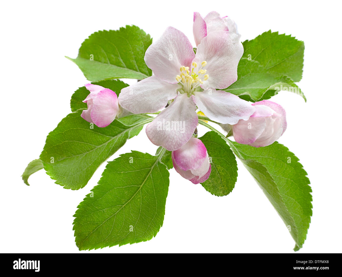 Apfel mit blatt -Fotos und -Bildmaterial in hoher Auflösung – Alamy