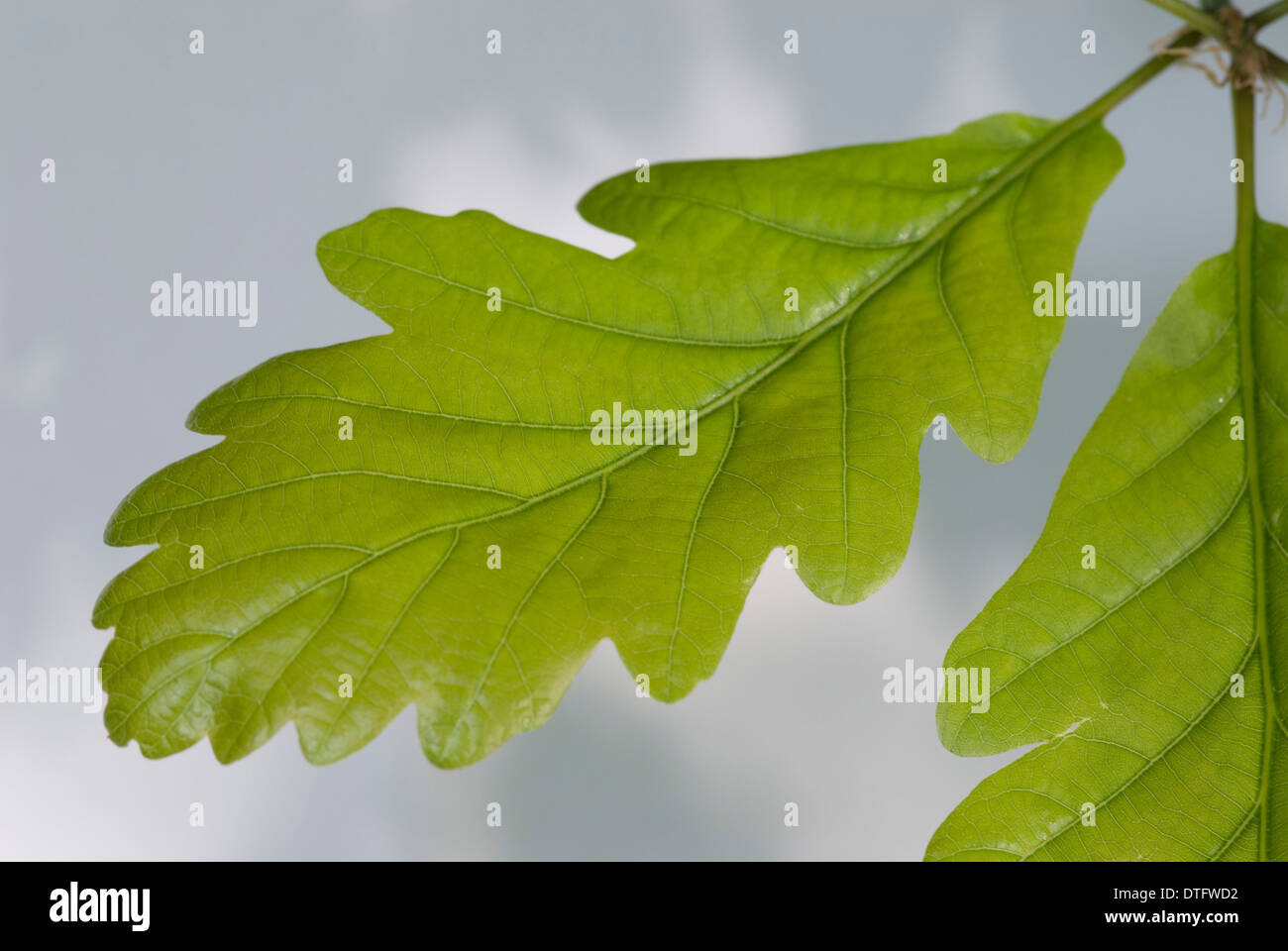 Grünes eichenblatt -Fotos und -Bildmaterial in hoher Auflösung – Alamy