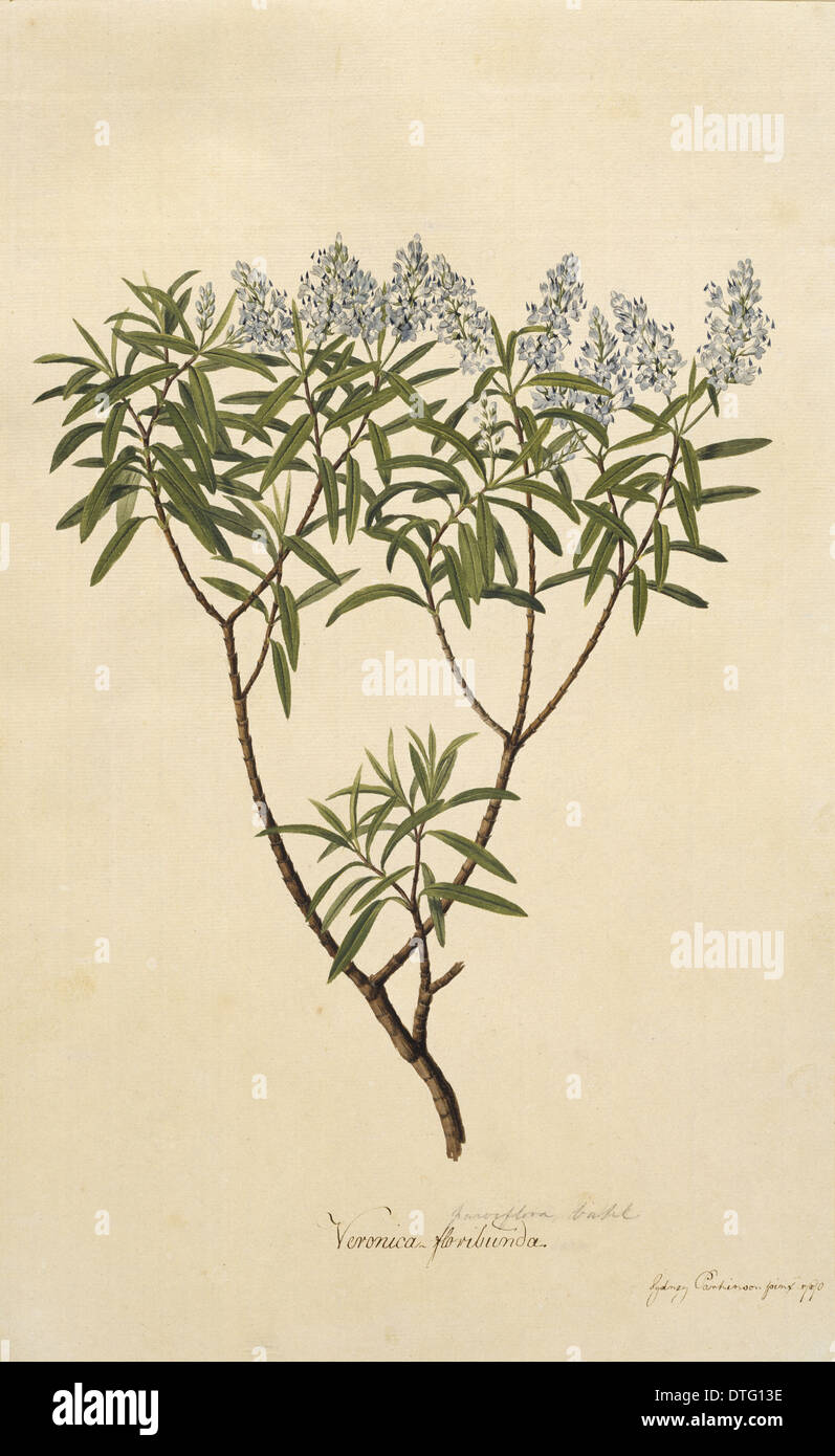 Hebe parviflora -Fotos und -Bildmaterial in hoher Auflösung – Alamy