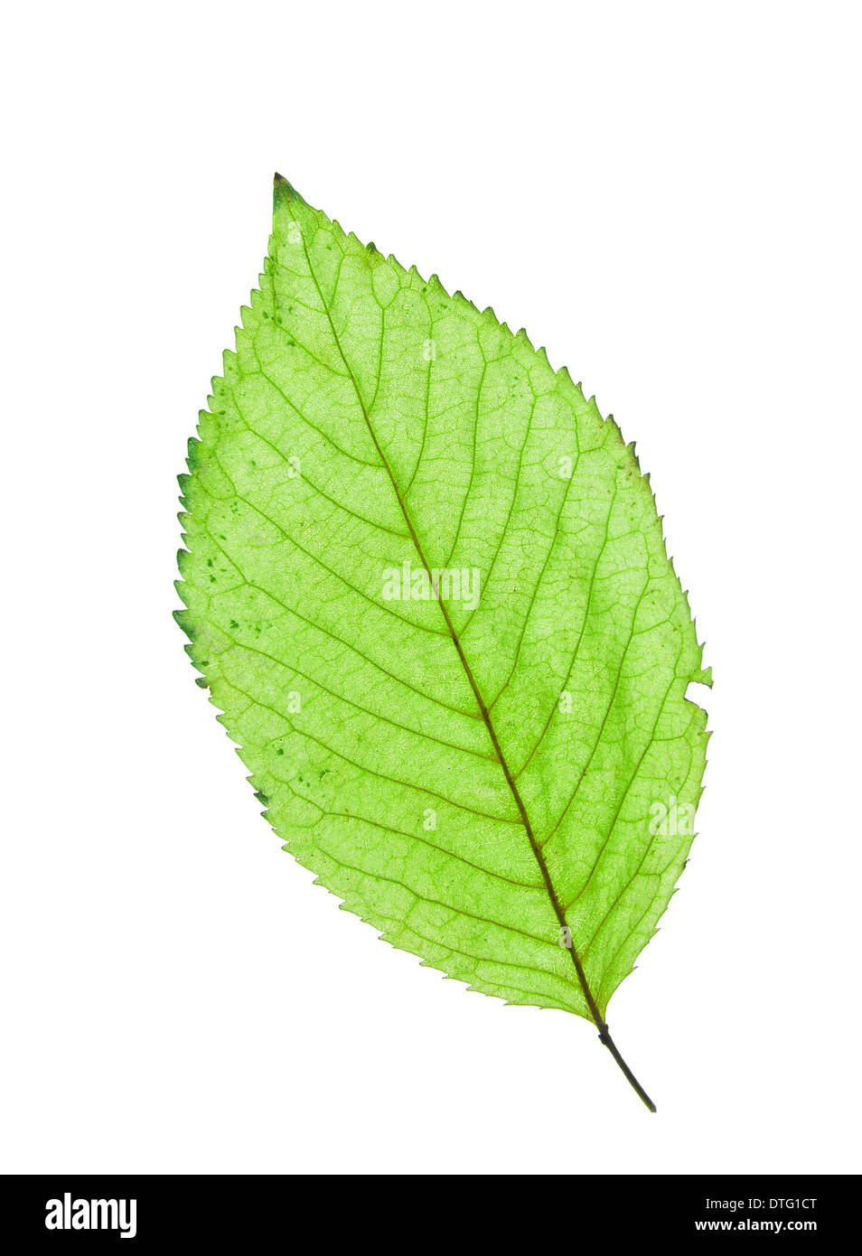 Clipart blatt -Fotos und -Bildmaterial in hoher Auflösung – Alamy