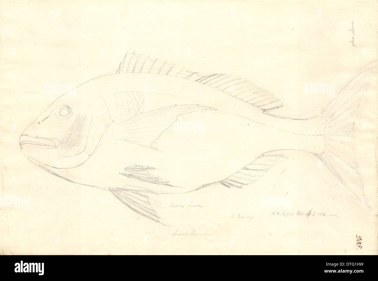 Georg forster -Fotos und -Bildmaterial in hoher Auflösung – Alamy