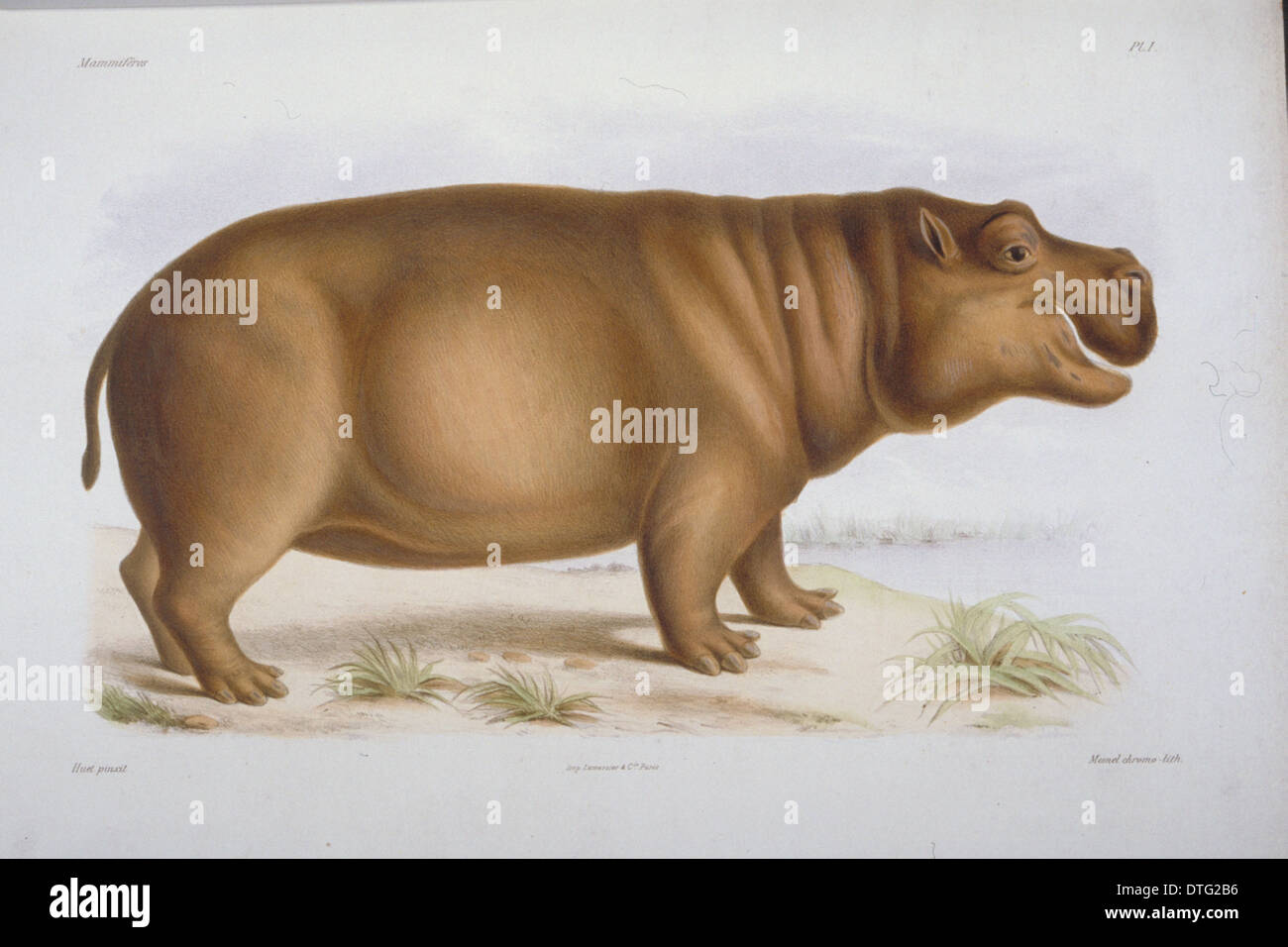 Nilpferd zeichnung -Fotos und -Bildmaterial in hoher Auflösung – Alamy