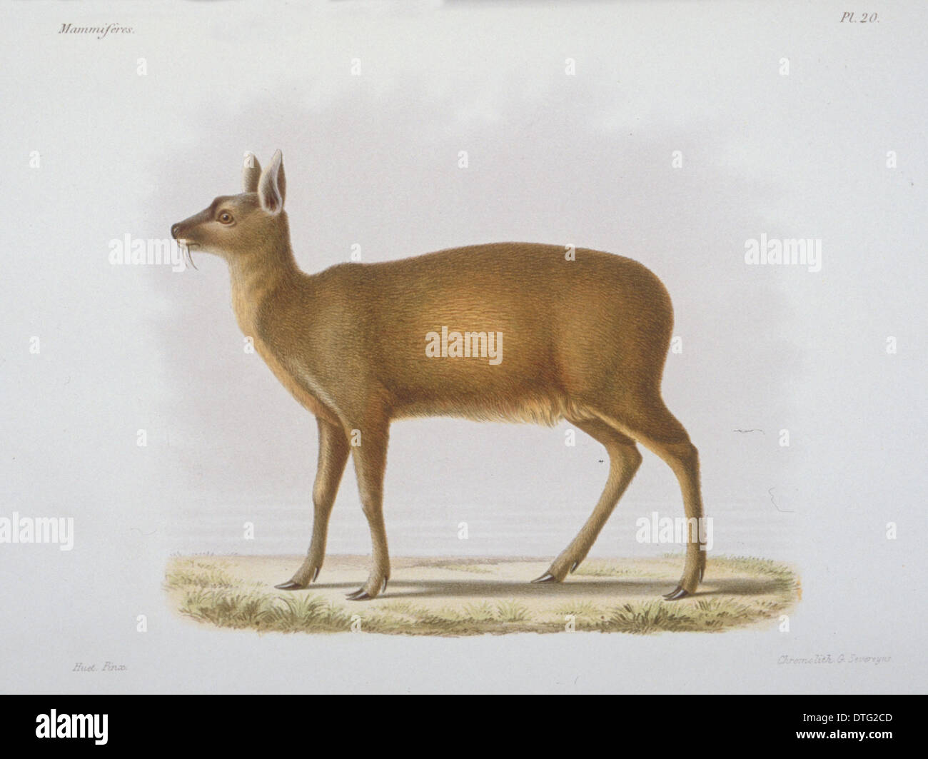 Musk deer moschus moschiferus -Fotos und -Bildmaterial in hoher ...