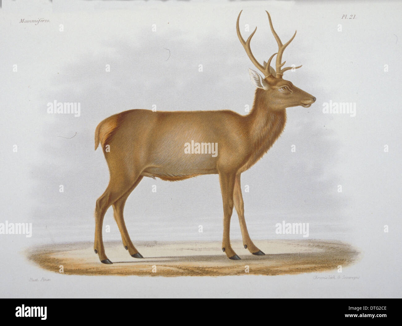 Cervus canadensis xanthopygus Stockfotos und -bilder Kaufen - Alamy