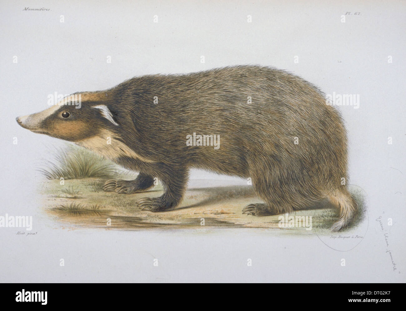 Asiatischer dachs -Fotos und -Bildmaterial in hoher Auflösung – Alamy