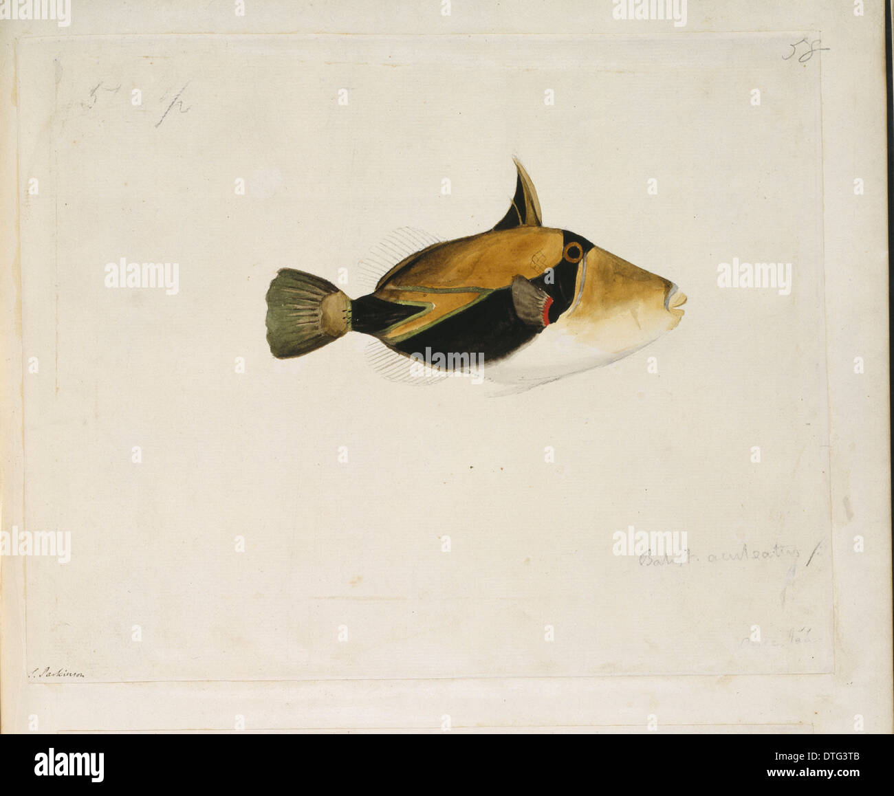 Rhinecanthus rectangulus tetraodontiformes -Fotos und -Bildmaterial in ...