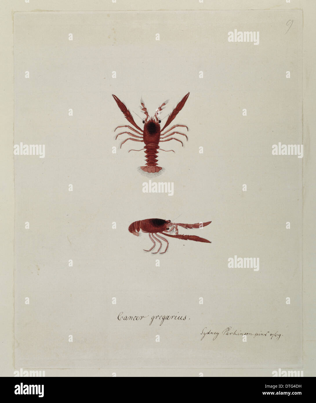 Hummer malen -Fotos und -Bildmaterial in hoher Auflösung – Alamy