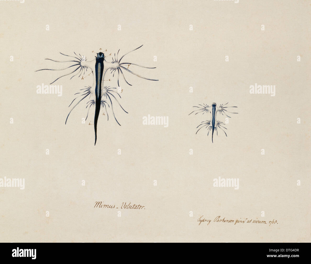 Blauer glaucus glaucus atlanticus -Fotos und -Bildmaterial in hoher ...