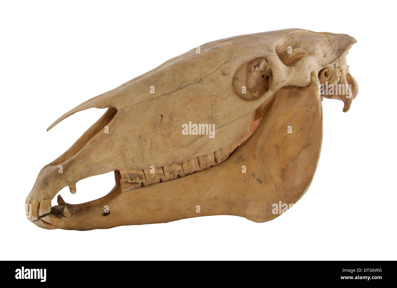 Equiden equus -Fotos und -Bildmaterial in hoher Auflösung – Alamy