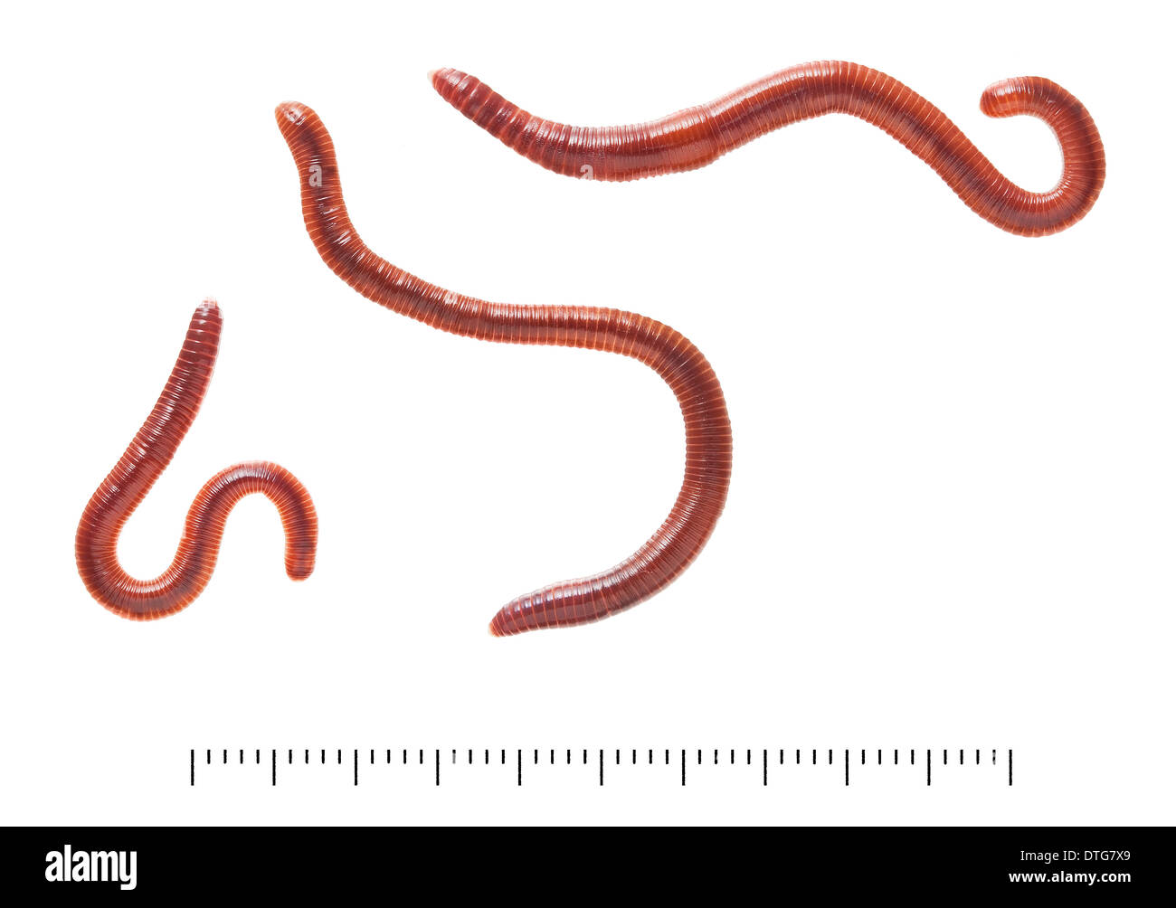 Zu entwurmen -Fotos und -Bildmaterial in hoher Auflösung – Alamy