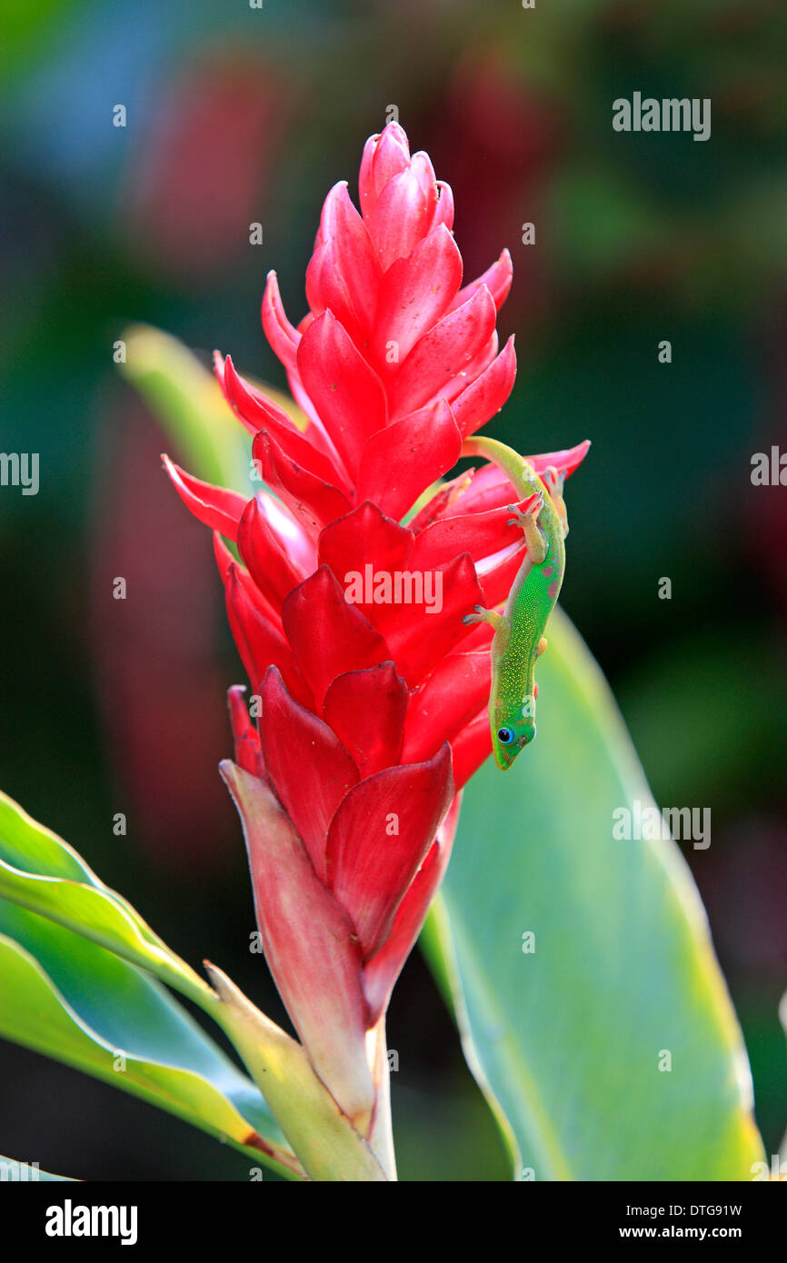 Goldstaub tag gecko phelsuma laticauda -Fotos und -Bildmaterial in ...