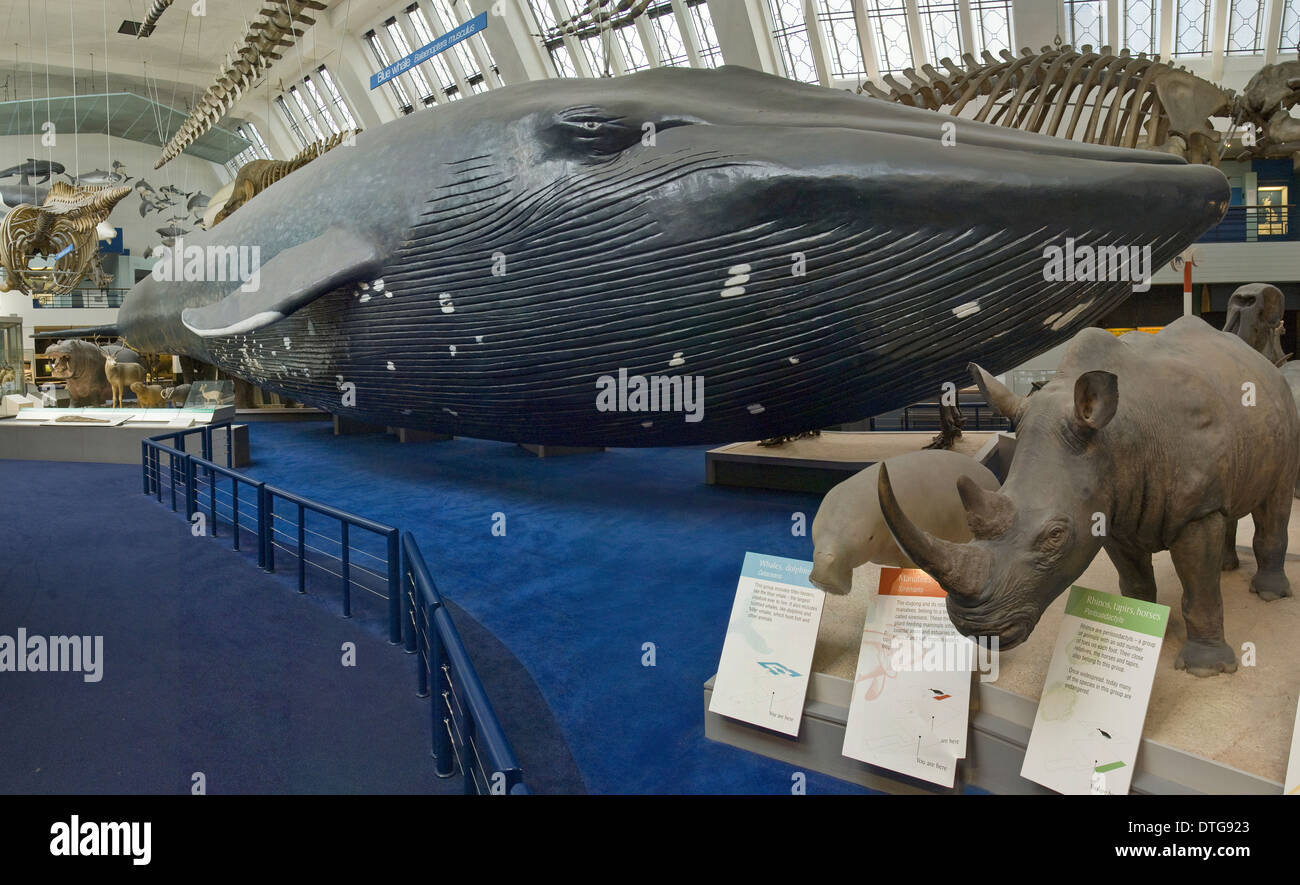 Balaenoptera Musculus, Blauwal Stockfotografie - Alamy