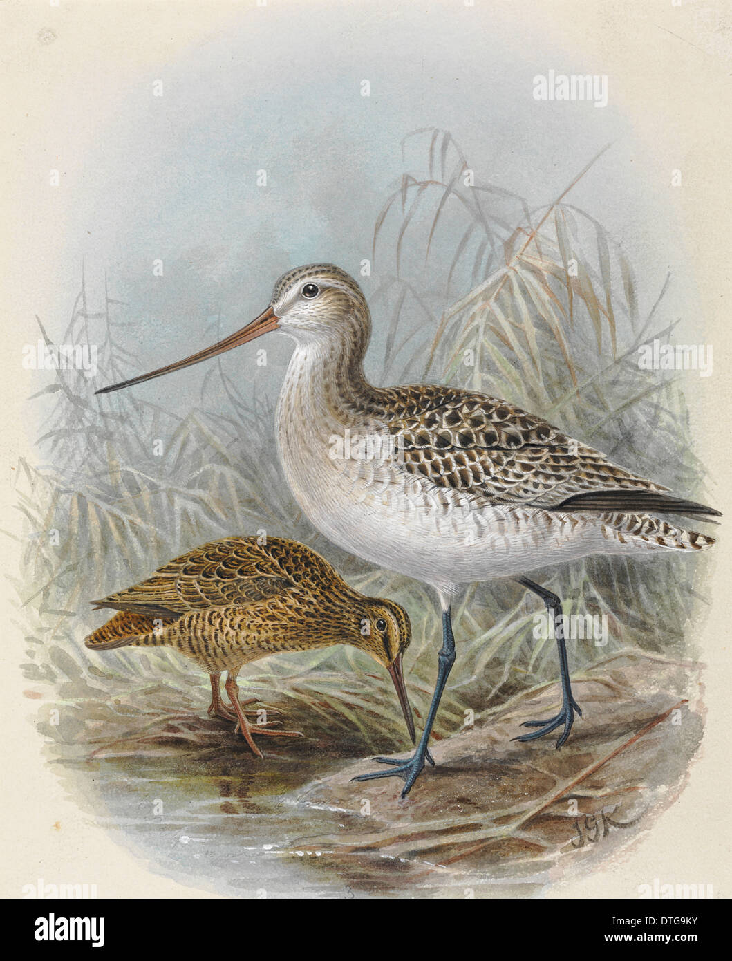Kuaka limosa lapponica -Fotos und -Bildmaterial in hoher Auflösung – Alamy