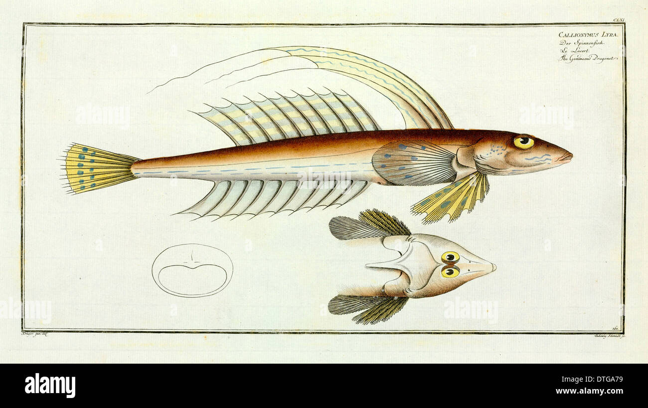 Dragonet callionymus lyra -Fotos und -Bildmaterial in hoher Auflösung ...