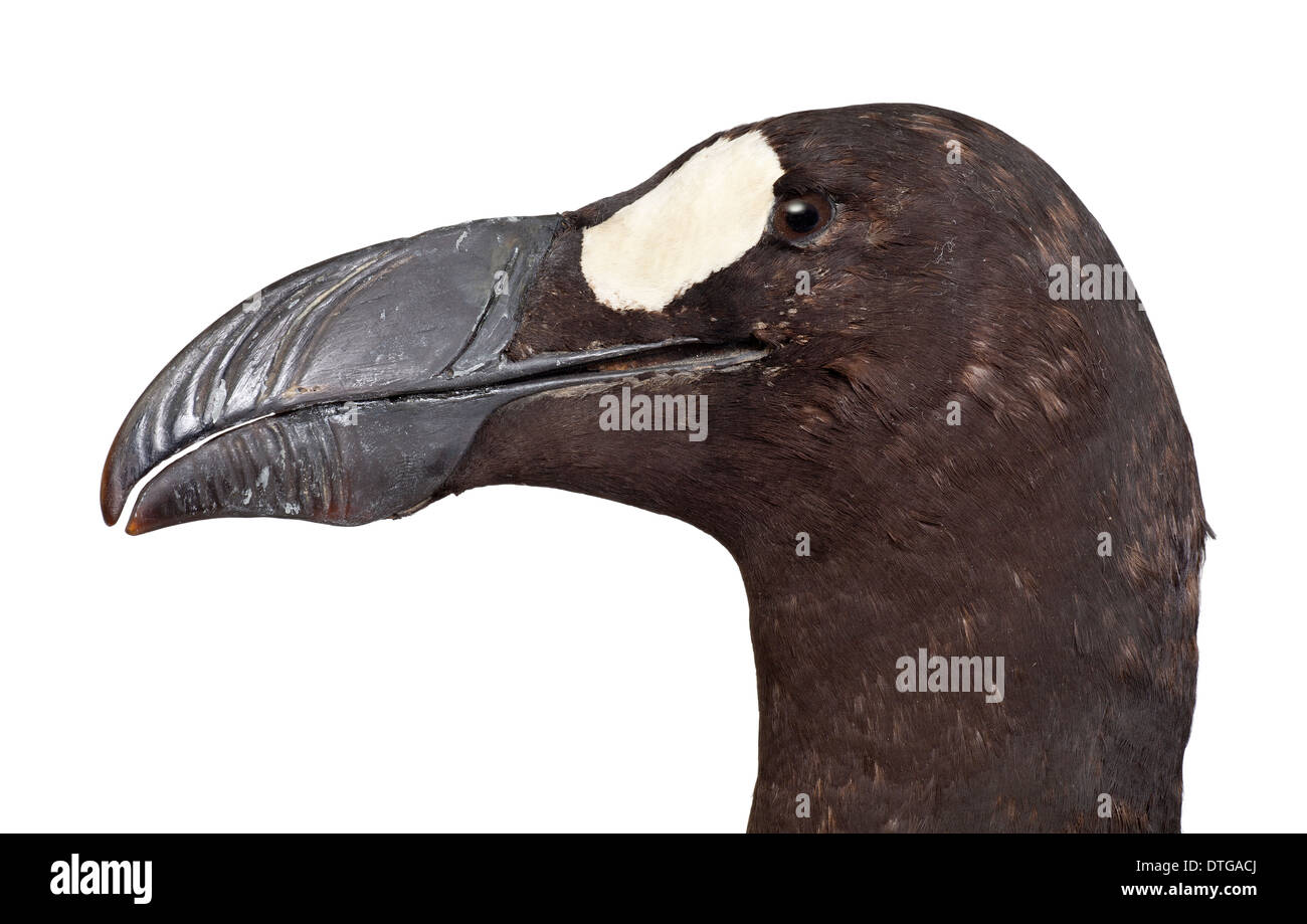 Pinguinus impennis -Fotos und -Bildmaterial in hoher Auflösung – Alamy
