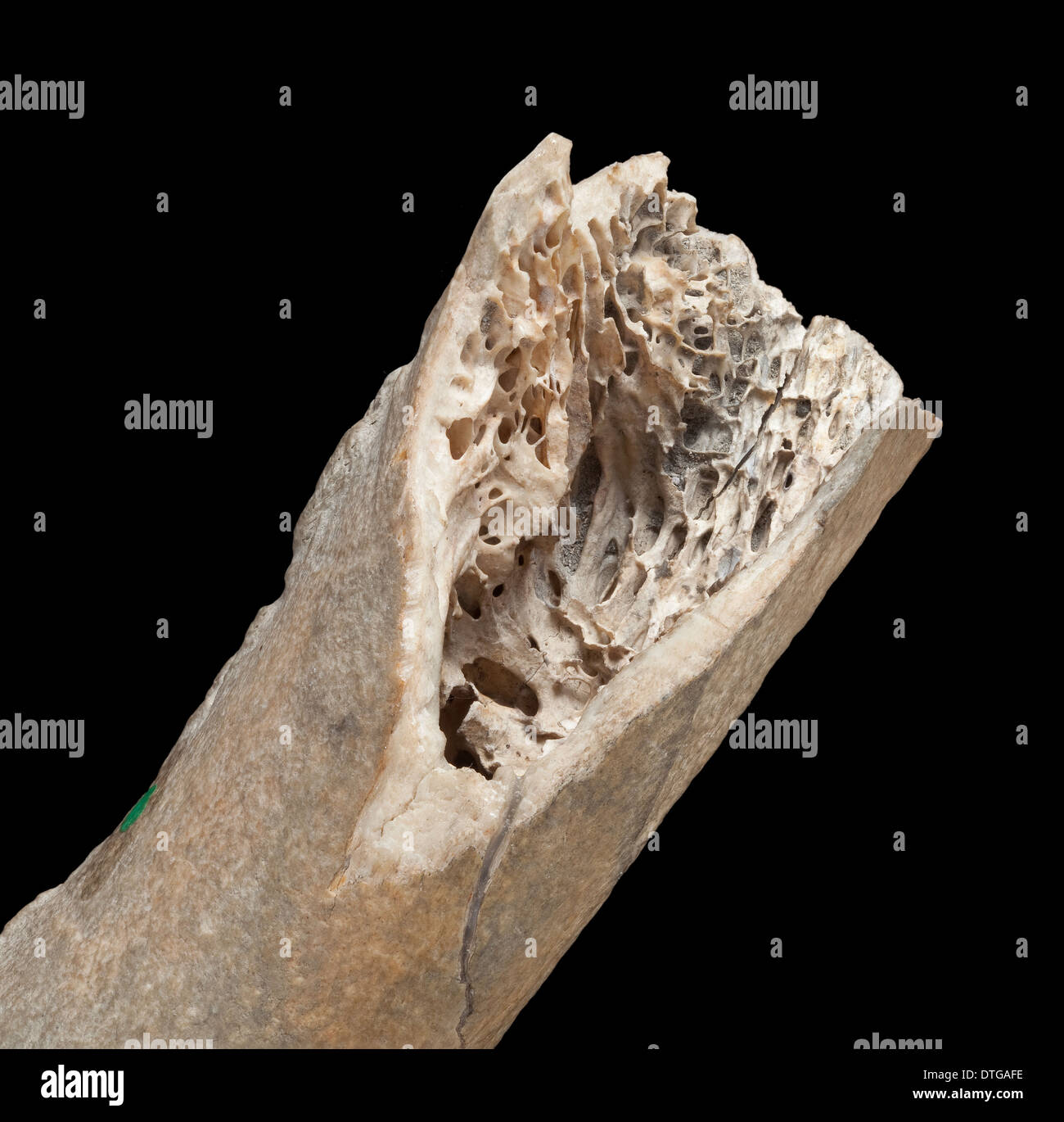 Moa dinornithiformes -Fotos und -Bildmaterial in hoher Auflösung – Alamy