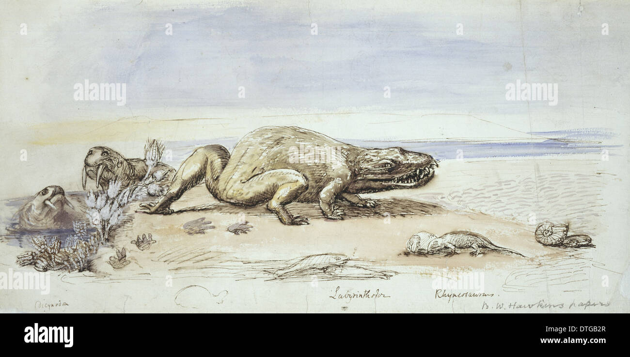 Dicynodon dicynodon -Fotos und -Bildmaterial in hoher Auflösung – Alamy