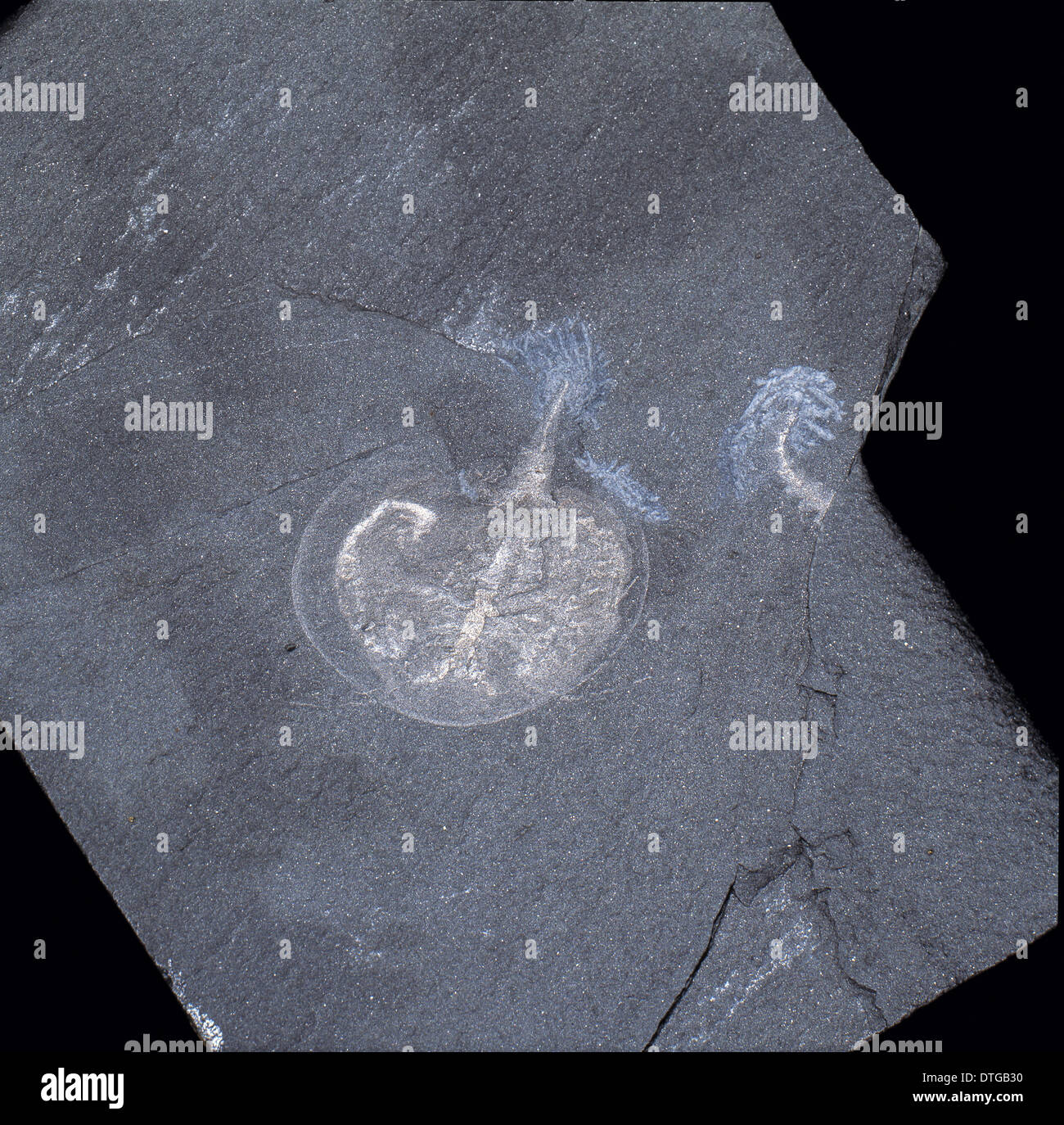 Burgess Shale Fossil Stockfotos und -bilder Kaufen - Alamy