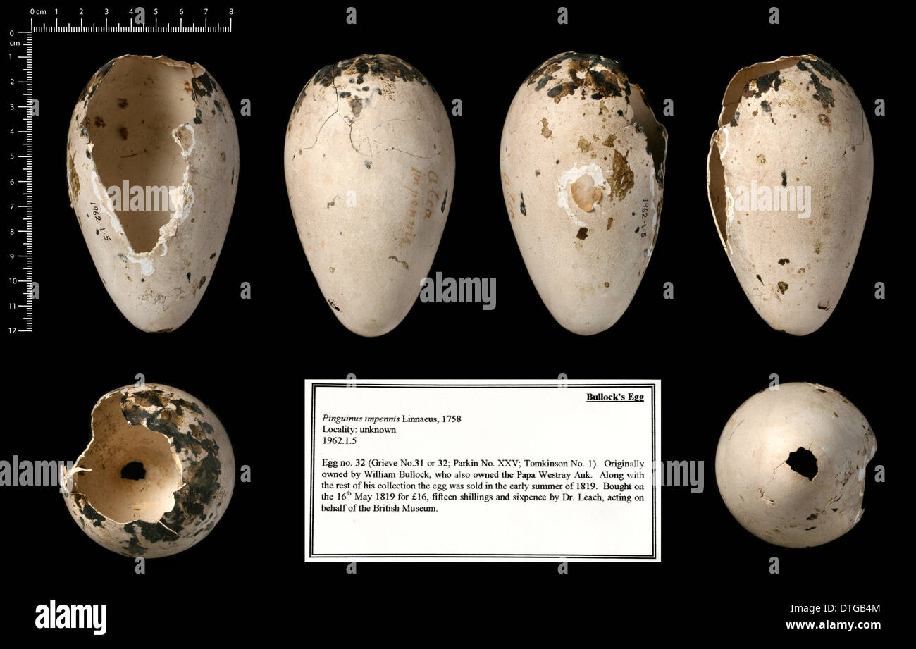 Pinguinus impennis -Fotos und -Bildmaterial in hoher Auflösung – Alamy