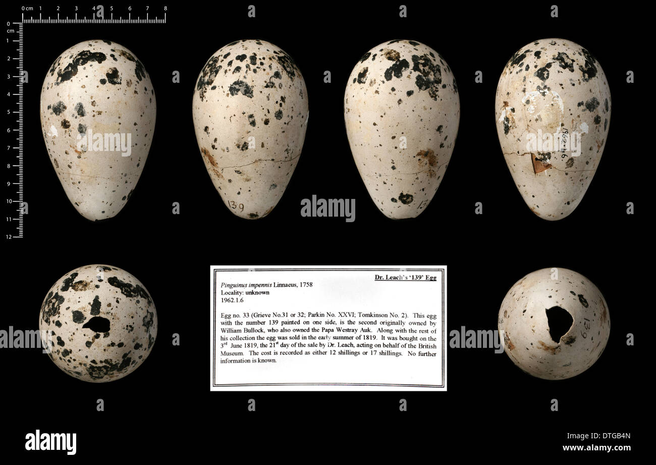 Vertebrate vertebrata sauropsida sauropsid -Fotos und -Bildmaterial in ...