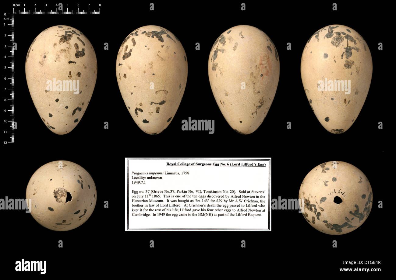 Vertebrate vertebrata sauropsida sauropsid -Fotos und -Bildmaterial in ...