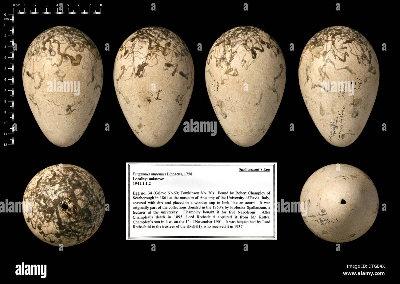Vertebrate vertebrata sauropsida sauropsid -Fotos und -Bildmaterial in ...