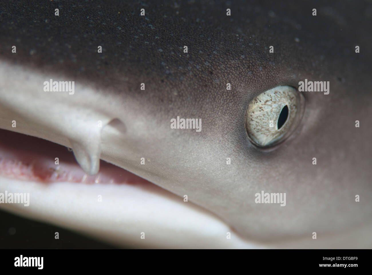 Malediven hai -Fotos und -Bildmaterial in hoher Auflösung – Alamy
